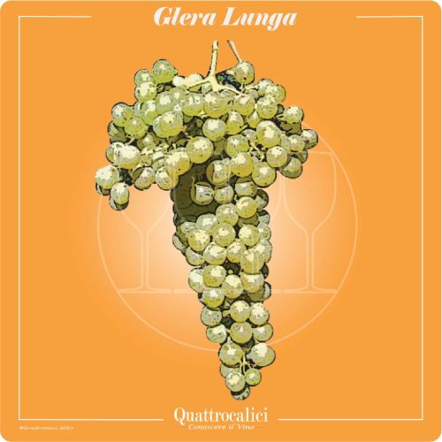 Glera lunga - Quattrocalici - Italian Wine Grapes