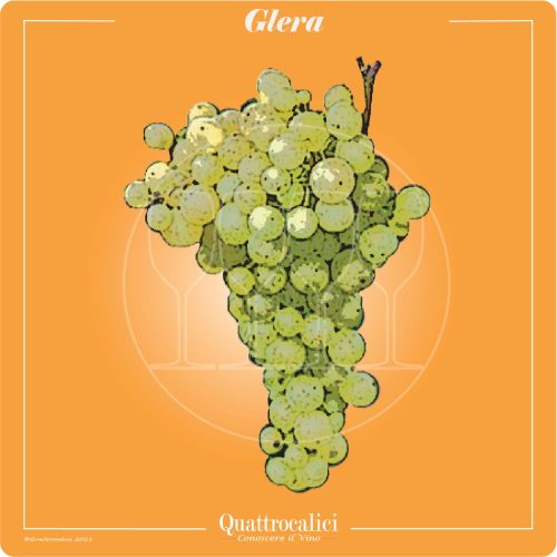 Glera - Quattrocalici - Italian Wine Grapes