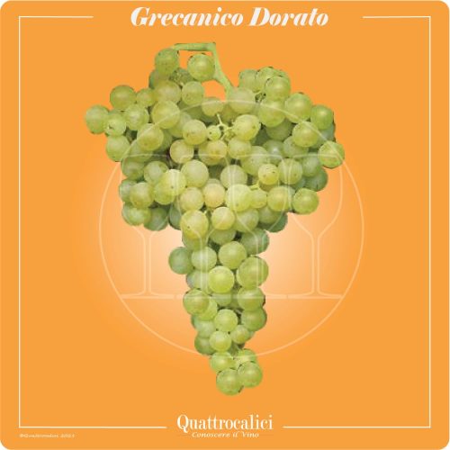Grecanico dorato - Quattrocalici - Italian Wine Grapes