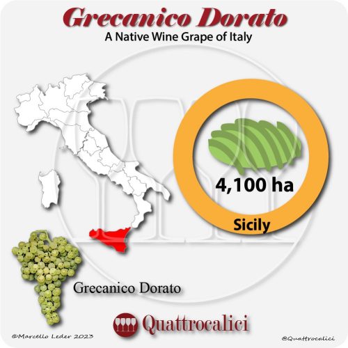 Grecanico dorato - Quattrocalici - Italian Wine Grapes