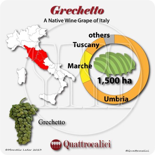 Grechetto - Quattrocalici - Italian Wine Grapes
