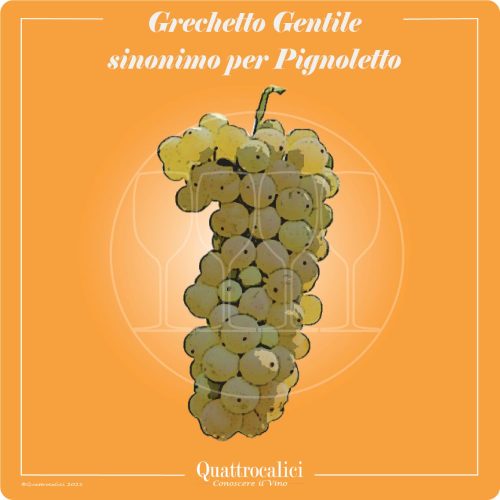 Grechetto gentile - Quattrocalici - Italian Wine Grapes