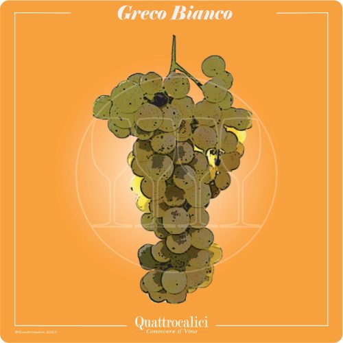 Greco Bianco - Quattrocalici - Italian Wine Grapes