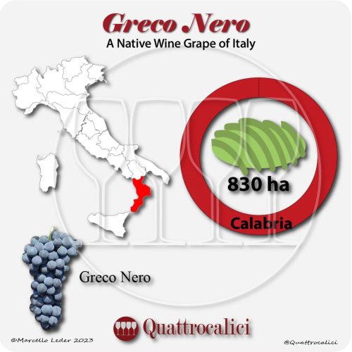 Greco Nero - Quattrocalici - Italian Wine Grapes