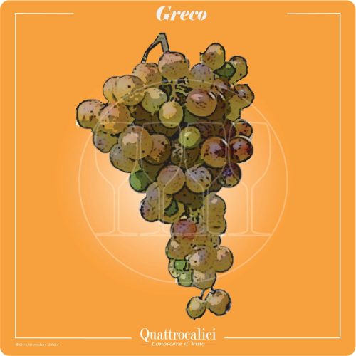 Greco - Quattrocalici - Italian Wine Grapes