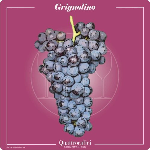 Grignolino - Quattrocalici - Italian Wine Grapes