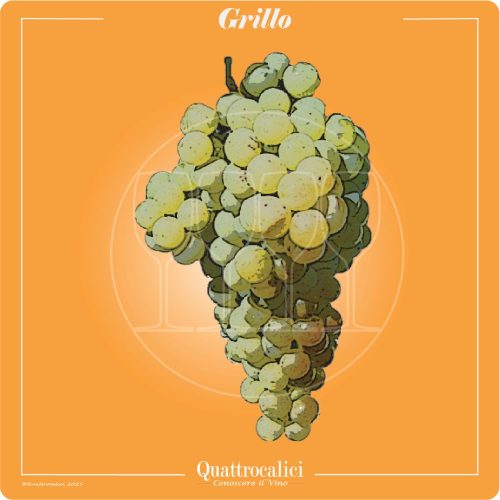 Grillo - Quattrocalici - Italian Wine Grapes