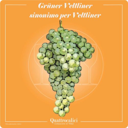 Grüner Veltliner - Quattrocalici - Italian Wine Grapes