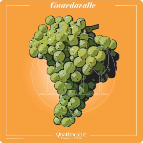 Guardavalle - Quattrocalici - Italian Wine Grapes