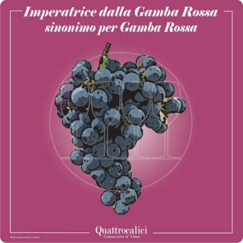 Imperatrice dalla Gamba Rossa - Quattrocalici - Italian Wine Grapes