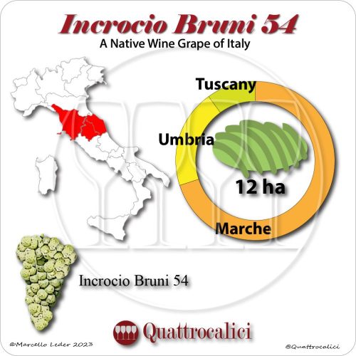 Incrocio Bruni 54 - Quattrocalici - Italian Wine Grapes