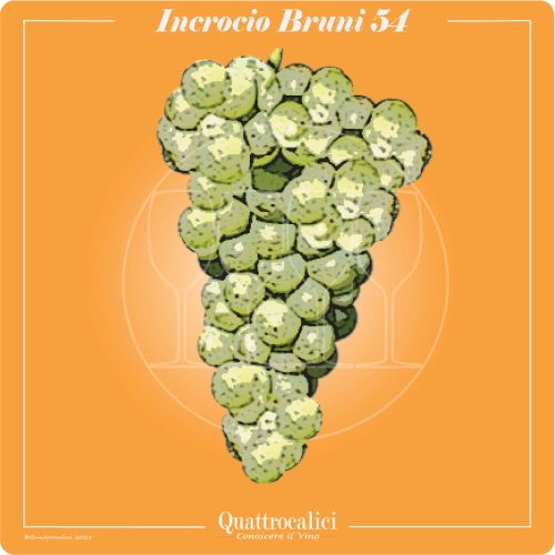 Incrocio Bruni 54 - Quattrocalici - Italian Wine Grapes