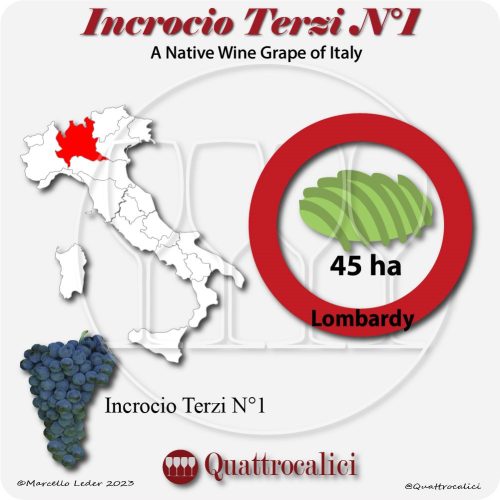 Incrocio Terzi n.1 - Quattrocalici - Italian Wine Grapes