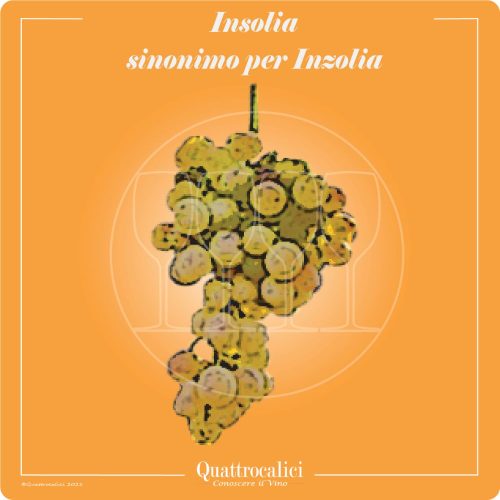 Insolia - Quattrocalici - Italian Wine Grapes
