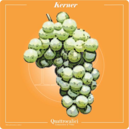 Kerner - Quattrocalici - Italian Wine Grapes
