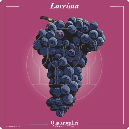 Lacrima - Quattrocalici - Italian Wine Grapes