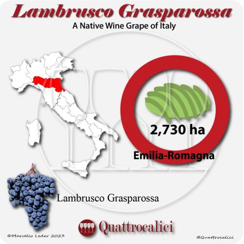 Lambrusco Grasparossa - Quattrocalici - Italian Wine Grapes