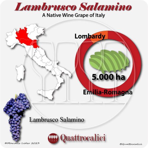 Lambrusco Viadanese - Quattrocalici - Italian Wine Grapes