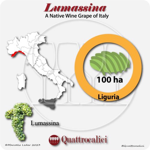 Lumassina - Quattrocalici - Italian Wine Grapes
