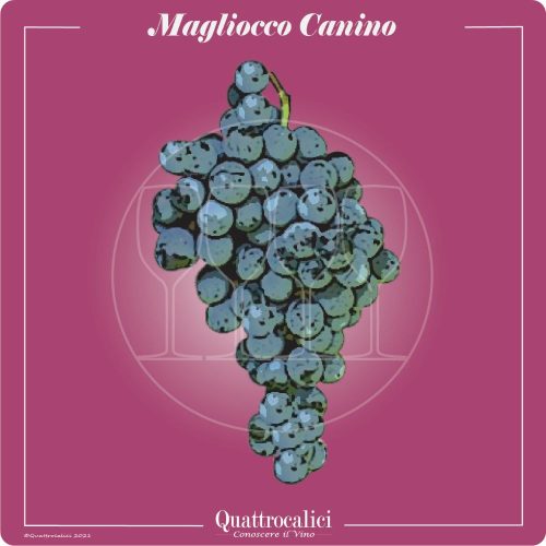 Magliocco canino - Quattrocalici - Italian Wine Grapes