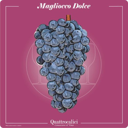 Magliocco dolce - Quattrocalici - Italian Wine Grapes