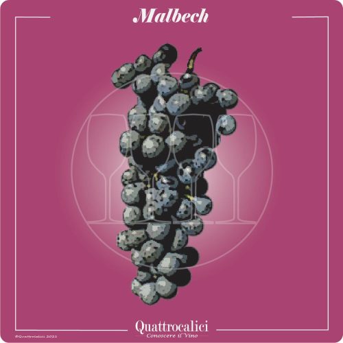 Malbech - Quattrocalici - Italian Wine Grapes