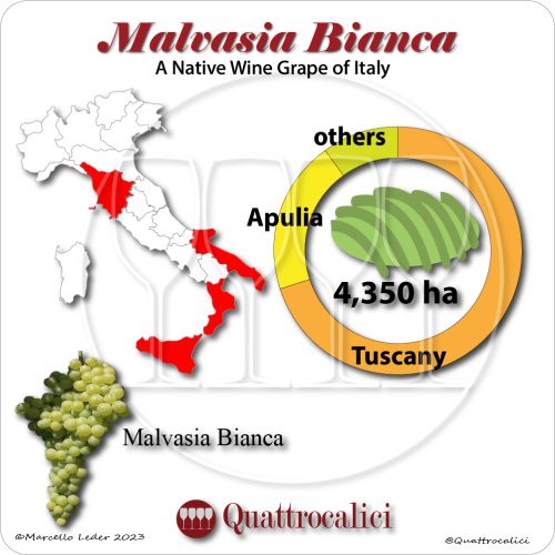 Malvasia bianca - Quattrocalici - Italian Wine Grapes