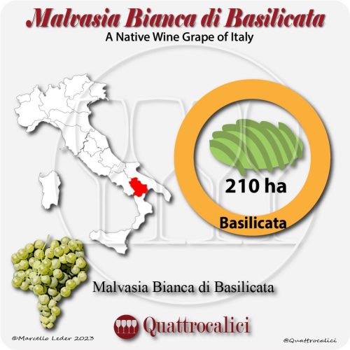 Malvasia bianca di Basilicata - Quattrocalici - Italian Wine Grapes