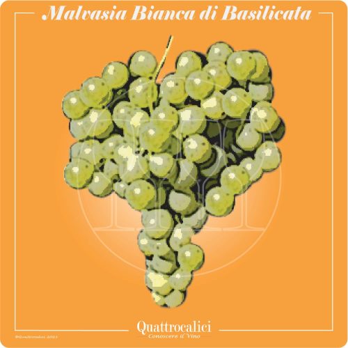 Malvasia bianca di Basilicata - Quattrocalici - Italian Wine Grapes