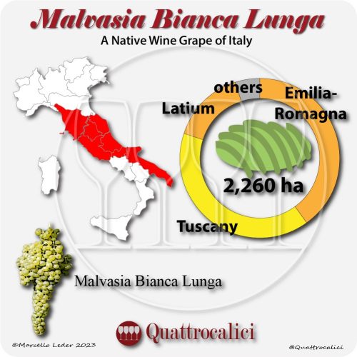 Malvasia bianca lunga - Quattrocalici - Italian Wine Grapes