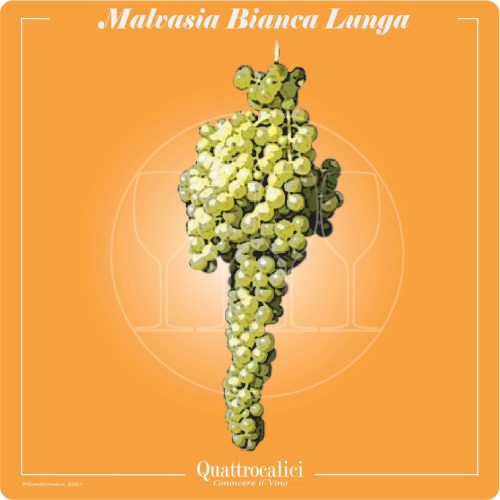 Malvasia bianca lunga - Quattrocalici - Italian Wine Grapes