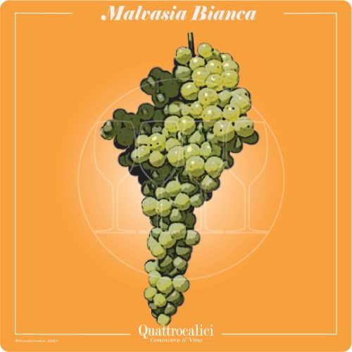 Malvasia bianca - Quattrocalici - Italian Wine Grapes