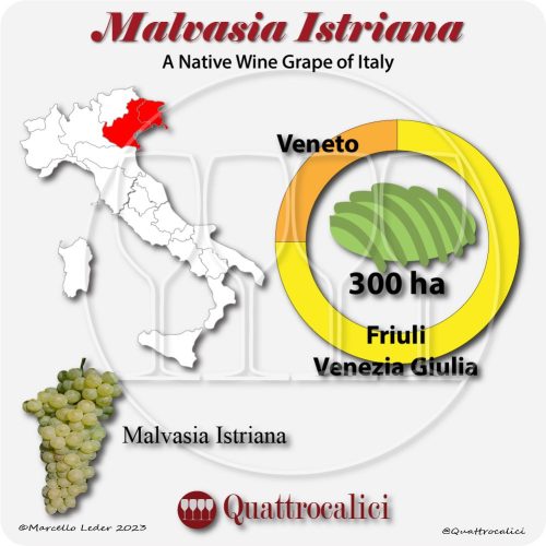 Malvasia Istriana - Quattrocalici - Italian Wine Grapes