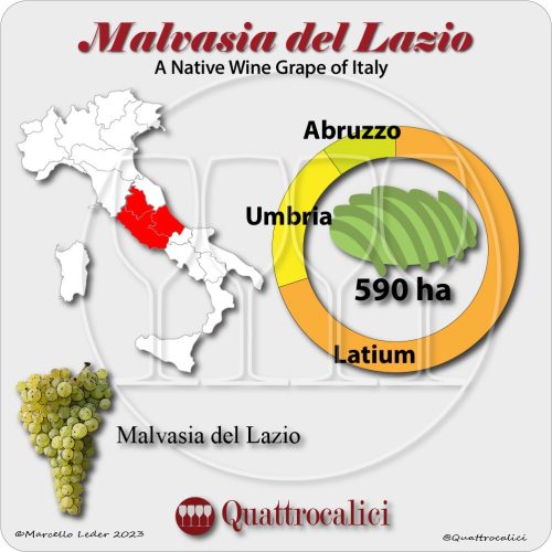 Malvasia del Lazio - Quattrocalici - Italian Wine Grapes