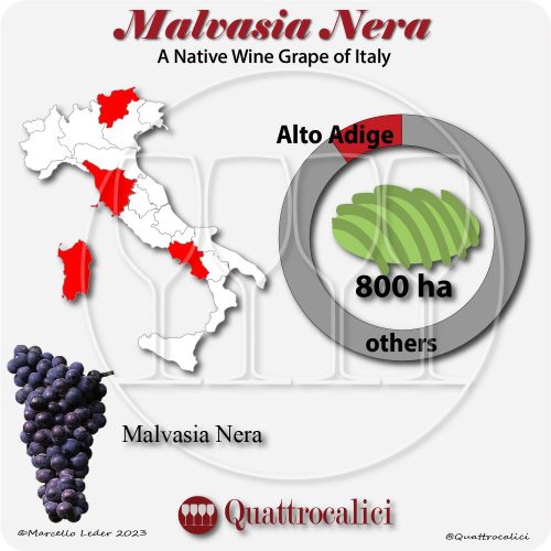 Malvasia nera - Quattrocalici - Italian Wine Grapes