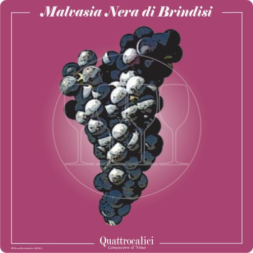 Malvasia nera di Brindisi - Quattrocalici - Italian Wine Grapes