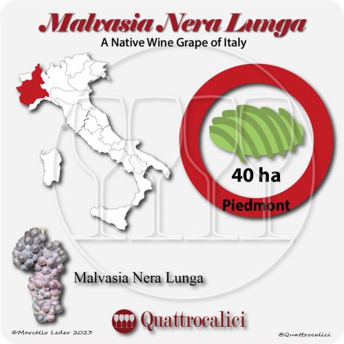 Malvasia nera lunga - Quattrocalici - Italian Wine Grapes