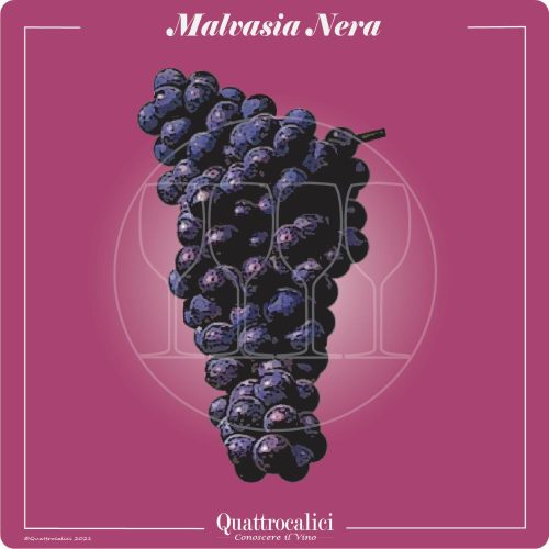 Malvasia nera - Quattrocalici - Italian Wine Grapes