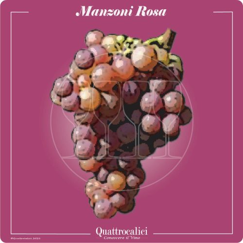 Manzoni rosa - Quattrocalici - Italian Wine Grapes