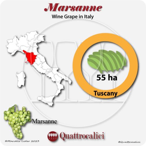 Marsanne - Quattrocalici - Italian Wine Grapes
