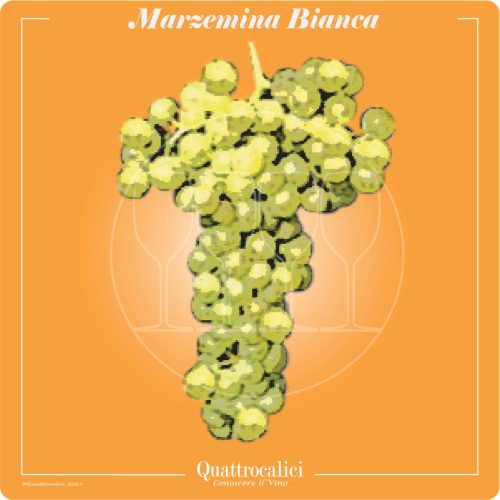Marzemina bianca - Quattrocalici - Italian Wine Grapes