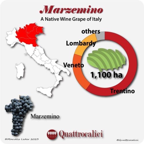 Marzemino - Quattrocalici - Italian Wine Grapes