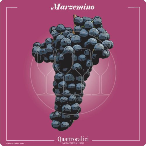 Marzemino - Quattrocalici - Italian Wine Grapes