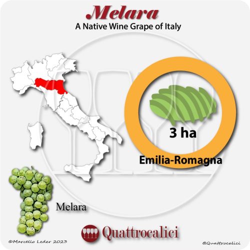 Melara - Quattrocalici - Italian Wine Grapes