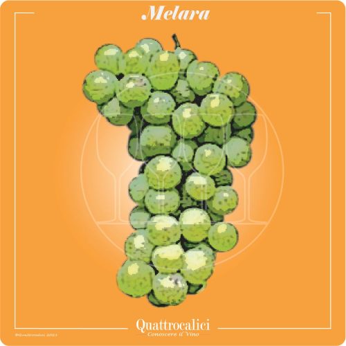Melara - Quattrocalici - Italian Wine Grapes