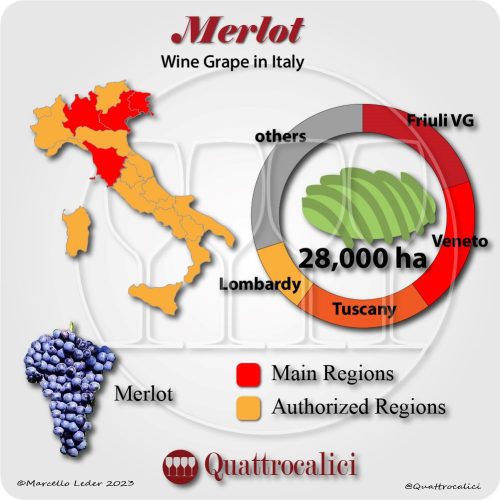 Merlot - Quattrocalici - Italian Wine Grapes