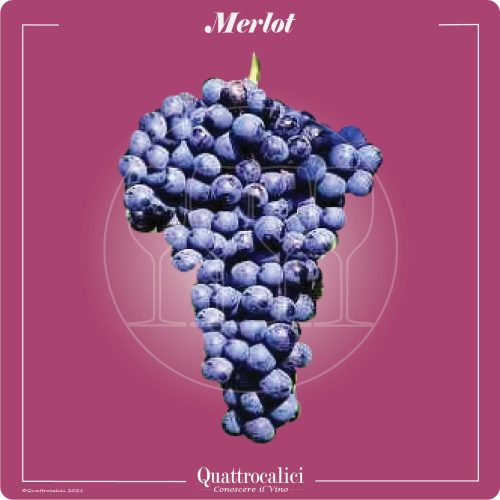 Merlot - Quattrocalici - Italian Wine Grapes