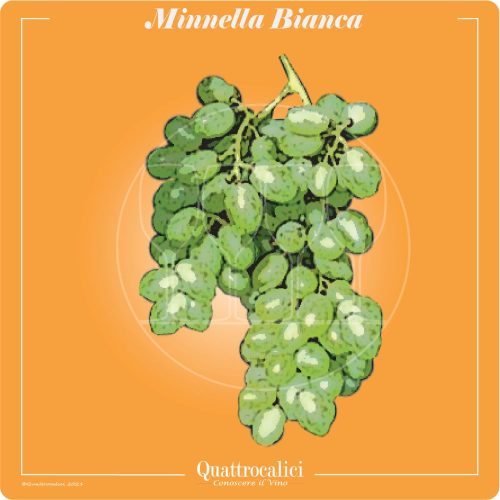 Minnella bianca - Quattrocalici - Italian Wine Grapes