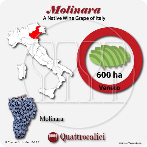 Molinara - Quattrocalici - Italian Wine Grapes