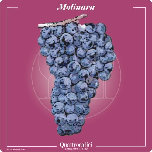 Molinara - Quattrocalici - Italian Wine Grapes